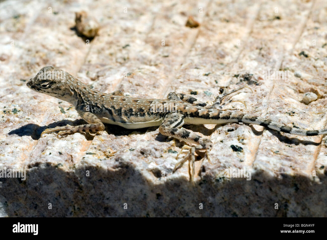 Common zebra-tailed lizard (Callisaurus draconoides) sunbathing on rock ...