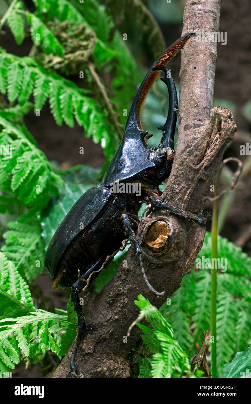 Hercules beetle (Dynastes hercules) on branch, Costa Rica Stock Photo ...