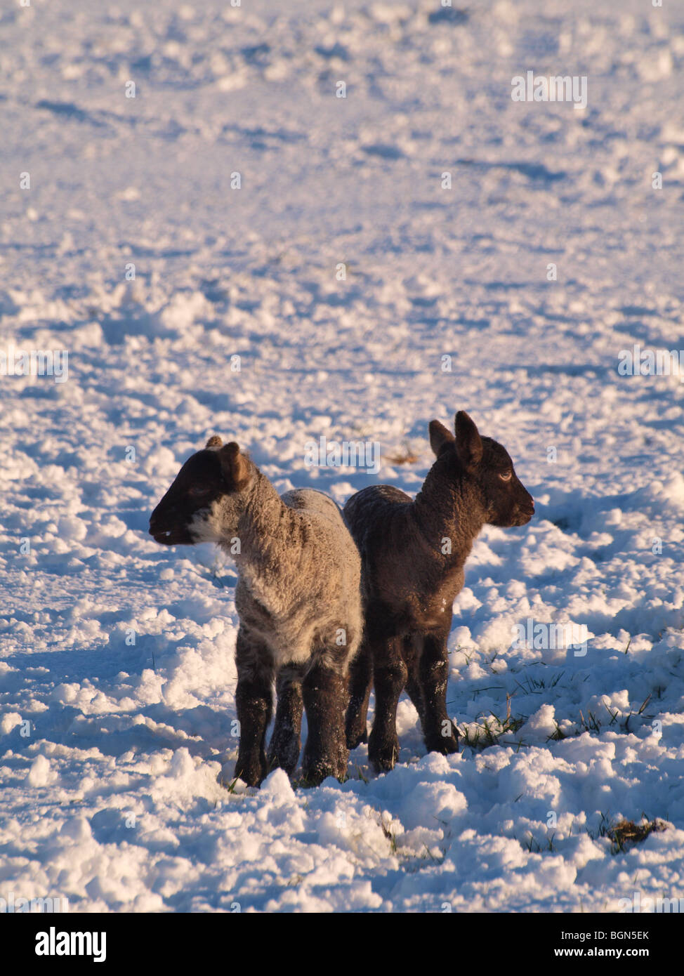 White lambs in snow hi-res stock photography and images - Alamy