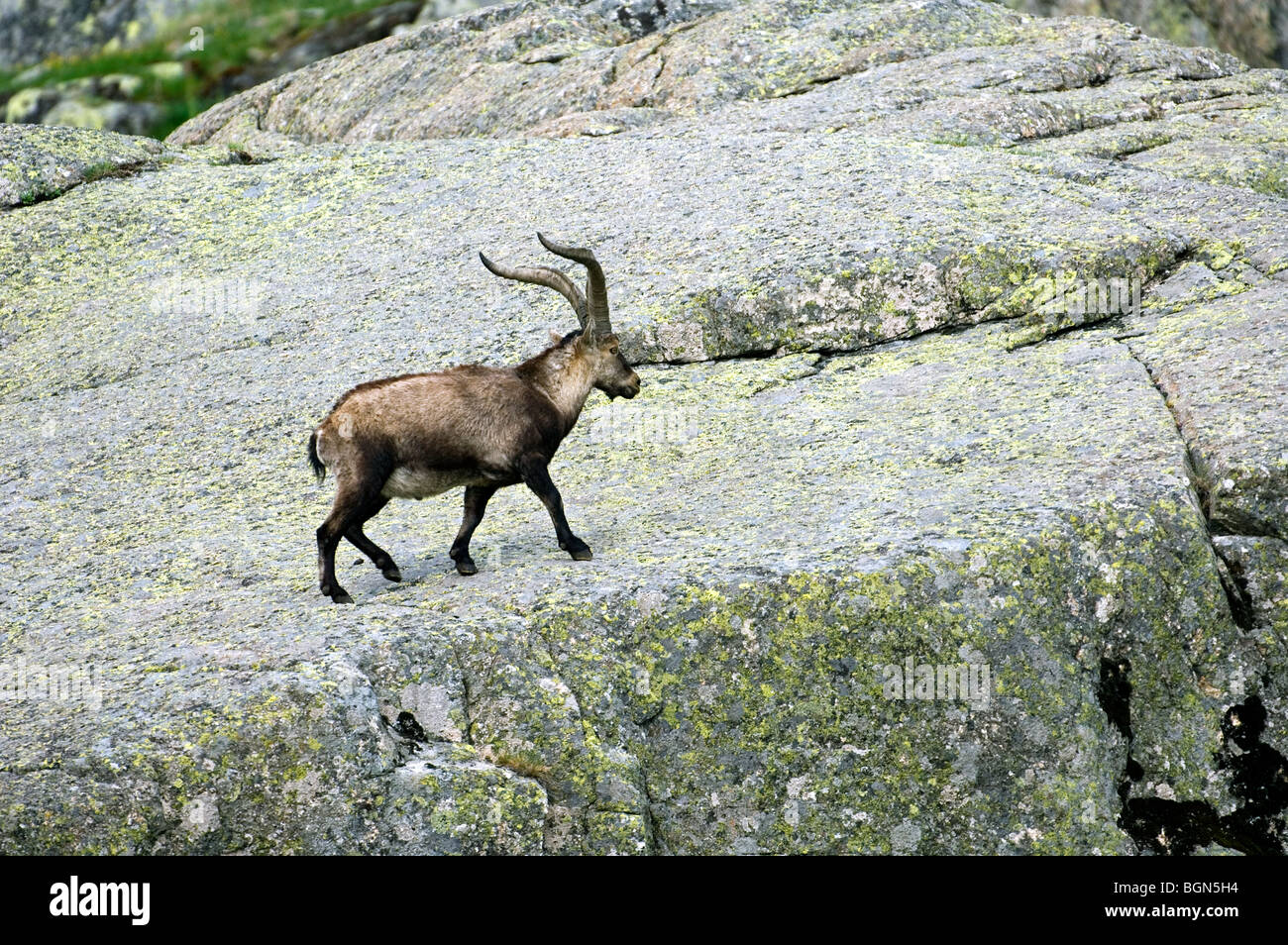 Ibex (capra pyrenaica). gredos. spain hi-res stock photography and ...