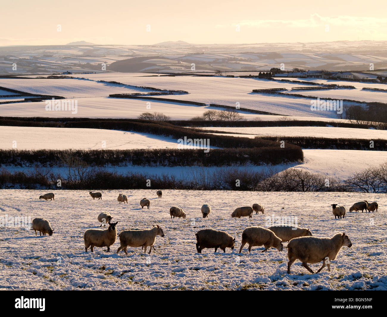 View over snowy fields on the Devon and Cornwall border Stock Photo - Alamy