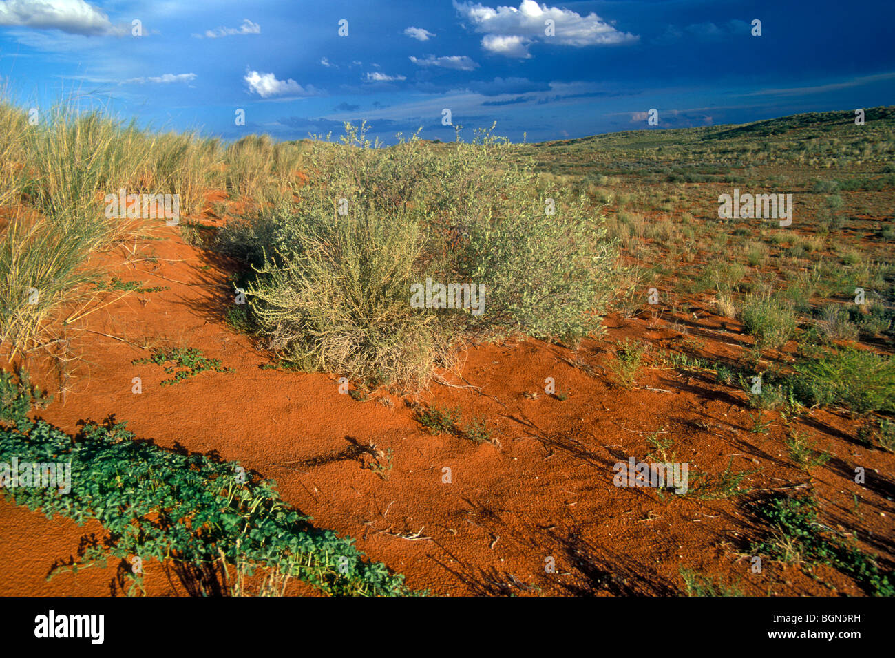 The desert vegetation hi-res stock photography and images - Alamy