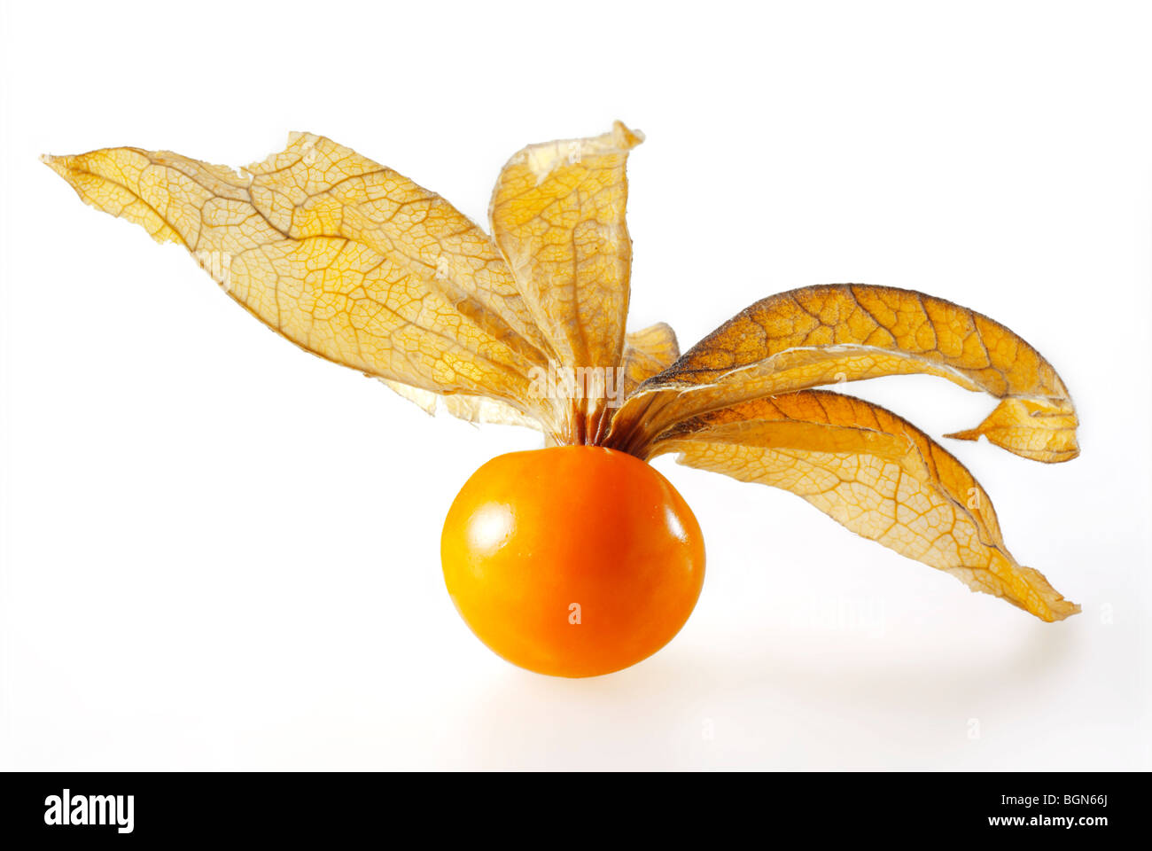 organic Cape Gooseberry ( Physalis Peruviana ) - Incan Berry super food ...