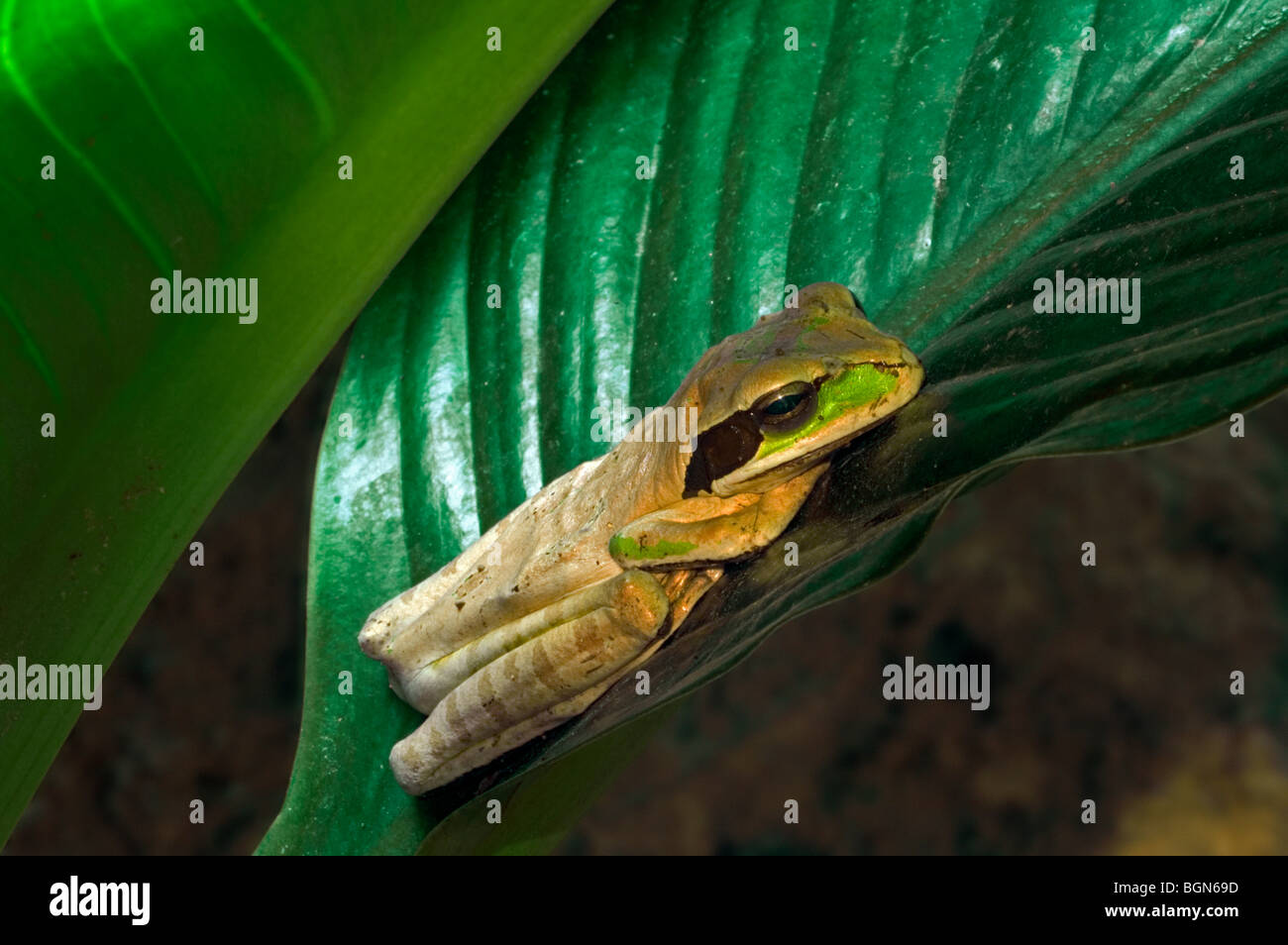 Masked tree frog (Smilisca phaeota), Costa Rica Stock Photo - Alamy