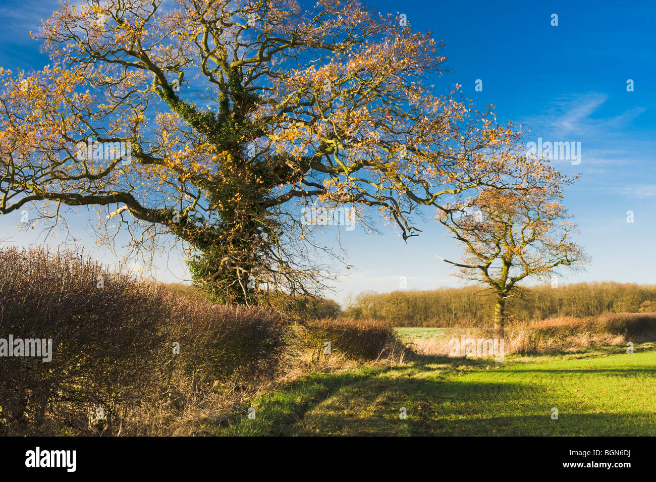 Public footpath through field bordered by hawthorn hedge near Thurning ...