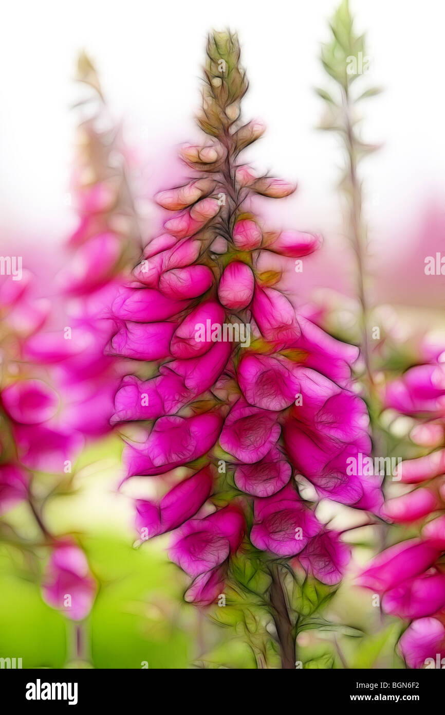 Photo illustration: Brightly coloured foxgloves growing wild in a field ...