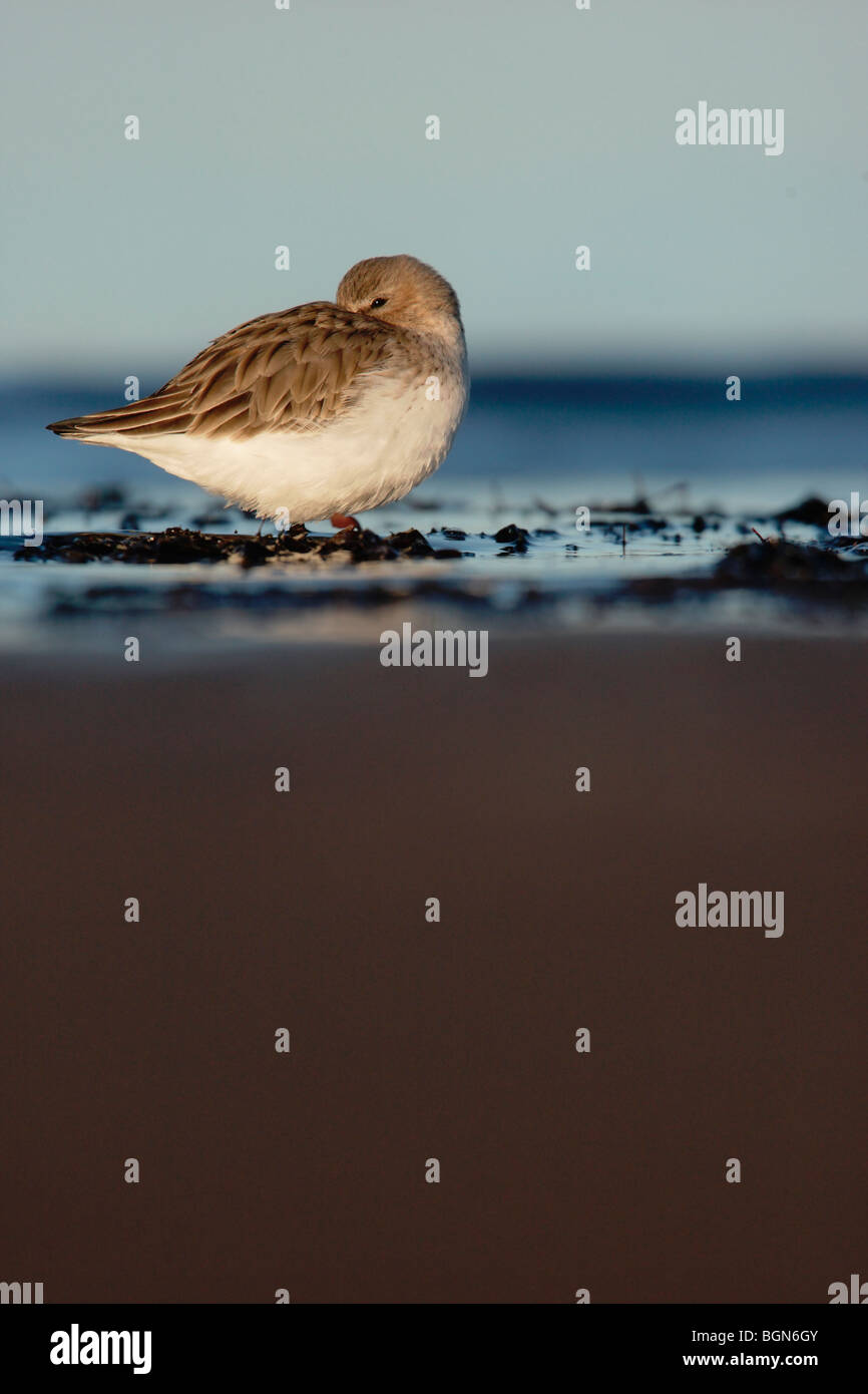 Dunlin, Calidris alpina, single winter plumaged bird on beach roosting ...