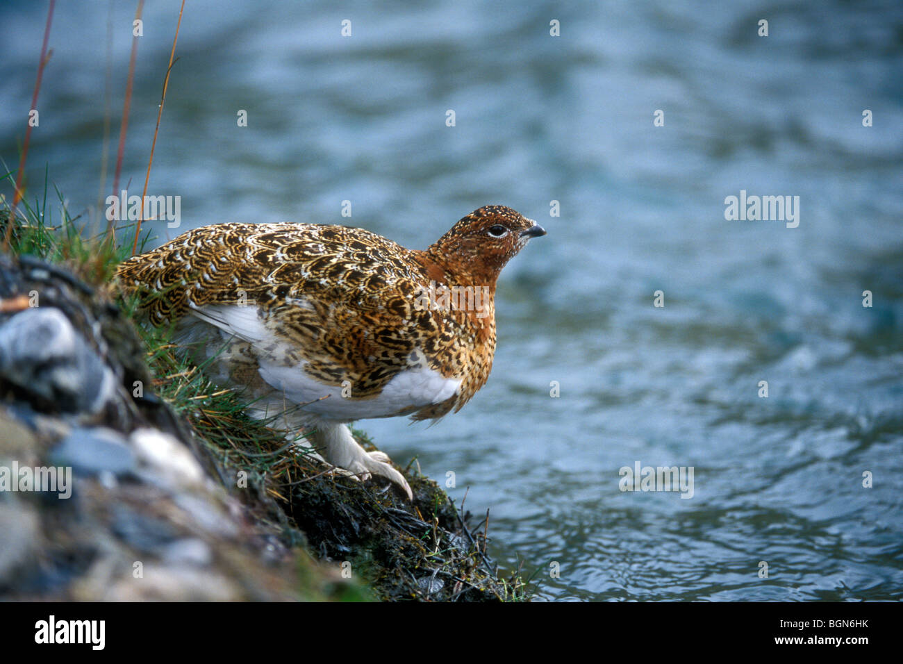 Willow ptarmigan / willow grouse / red grouse (Lagopus lagopus) in ...