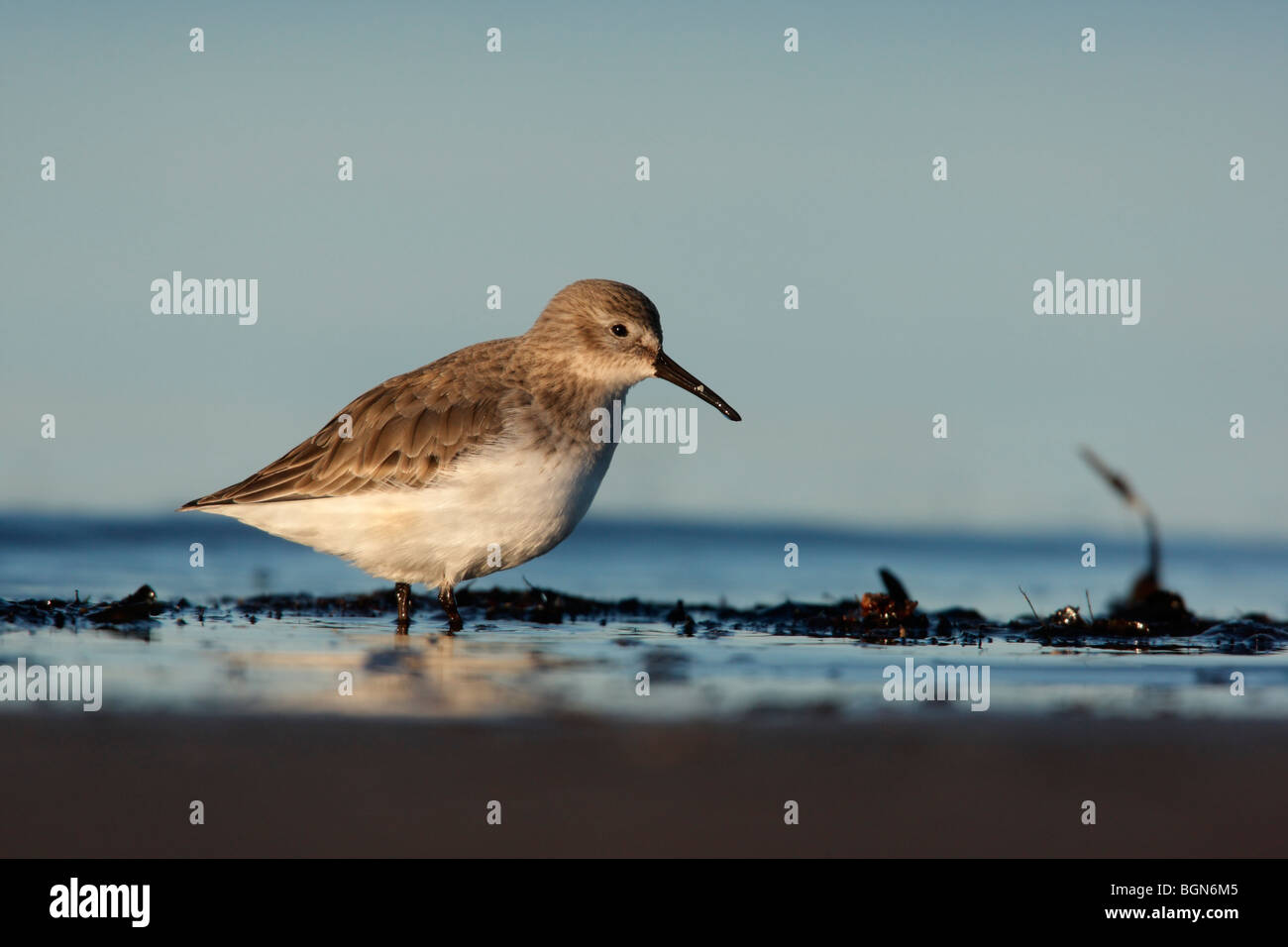 Dunlin, Calidris alpina, single winter plumaged bird on beach with sea ...