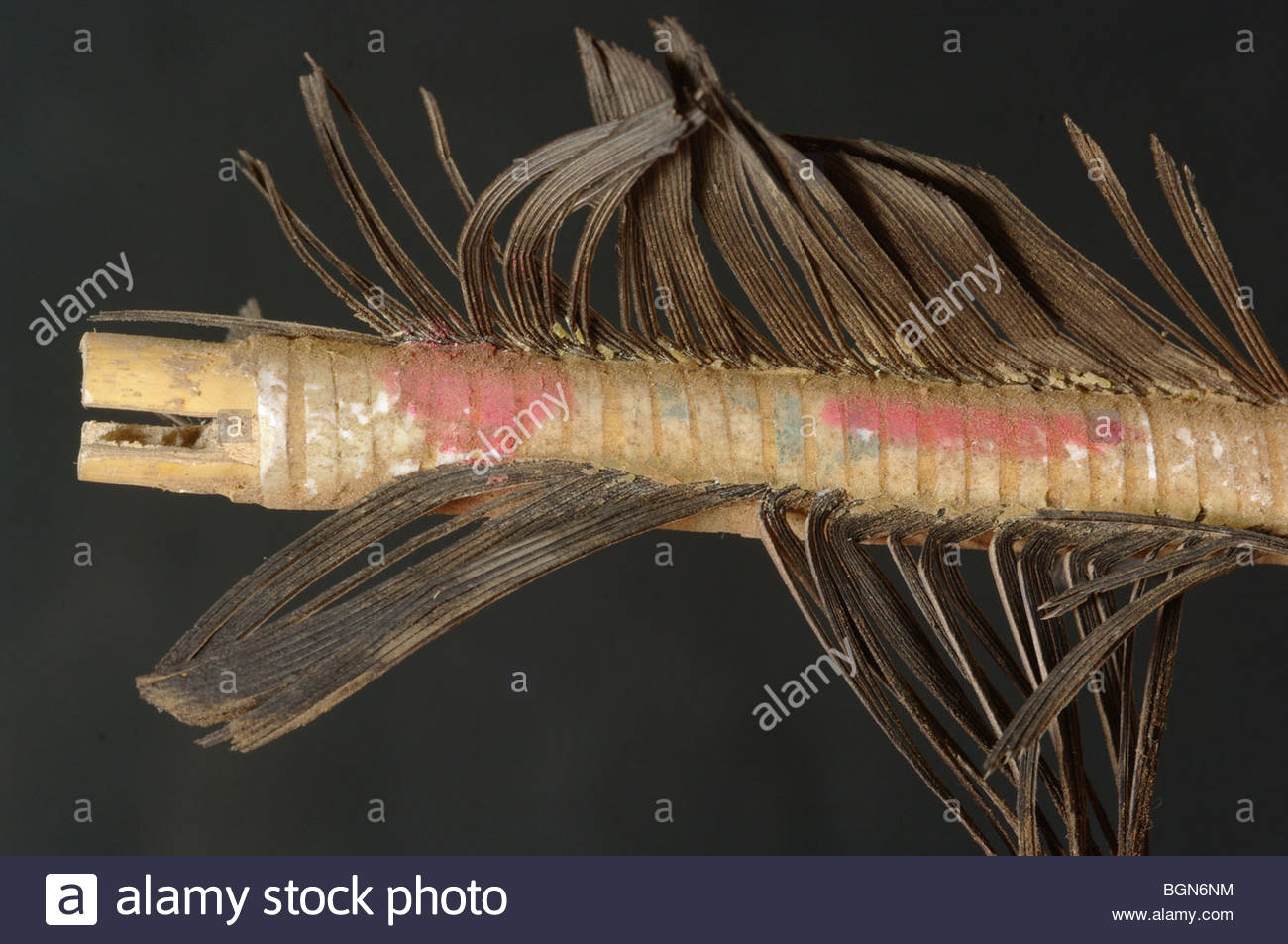 African Archery Bow Arrows Africa Stock Photos & African Archery Bow ...