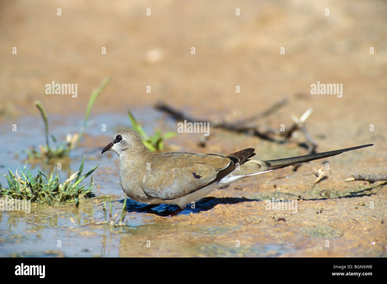 Oena capensis bird africa hi-res stock photography and images - Alamy