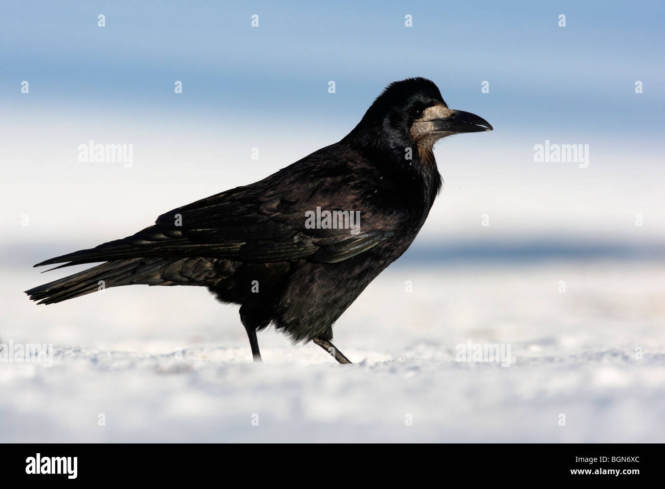 Rook, Corvus frugilegus, single bird standing on snow, Lothian ...