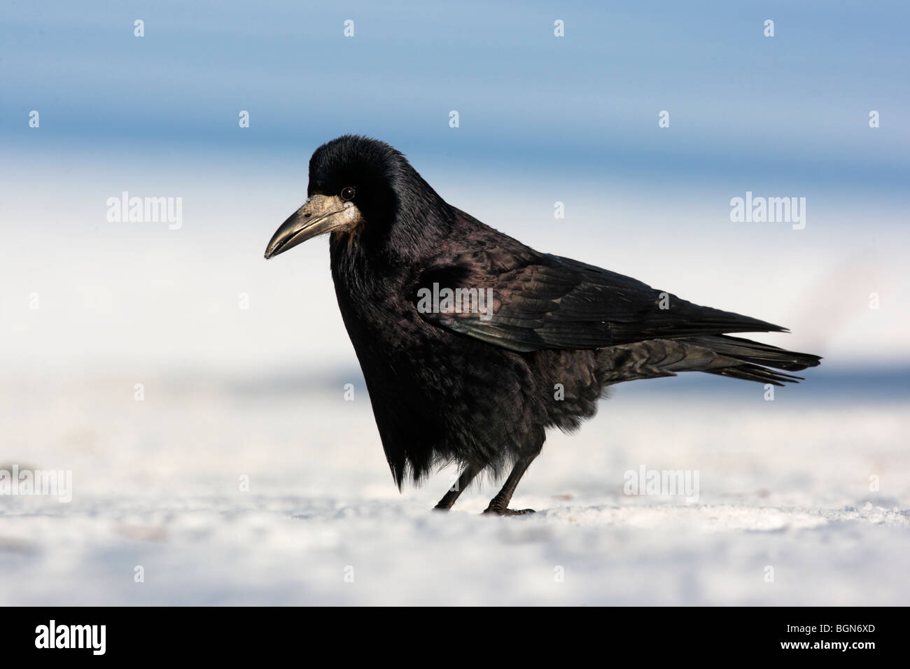 Rook bird hi-res stock photography and images - Alamy