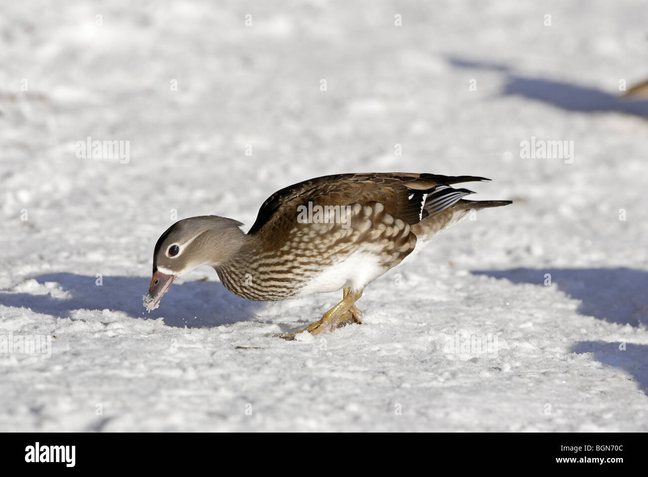 Female Mandarin Duck feeding on snow Stock Photo - Alamy