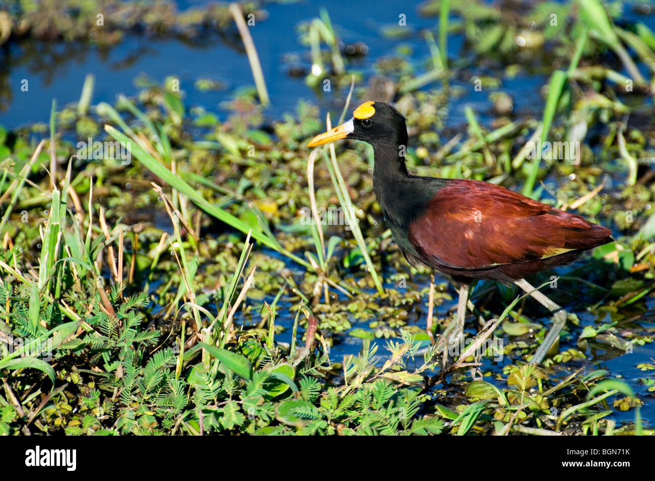Northern jacana (Jacana spinosa) foraging in swamp, Palo Verde NP ...