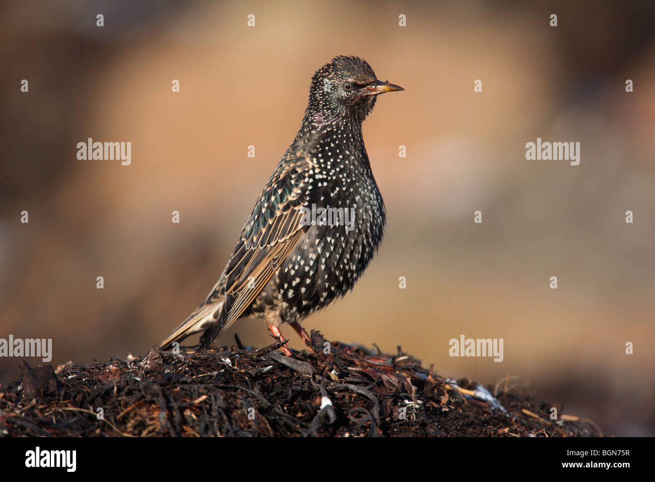 Starling, Sturnus vulgaris, single bird standing on sea weed, Lothian ...