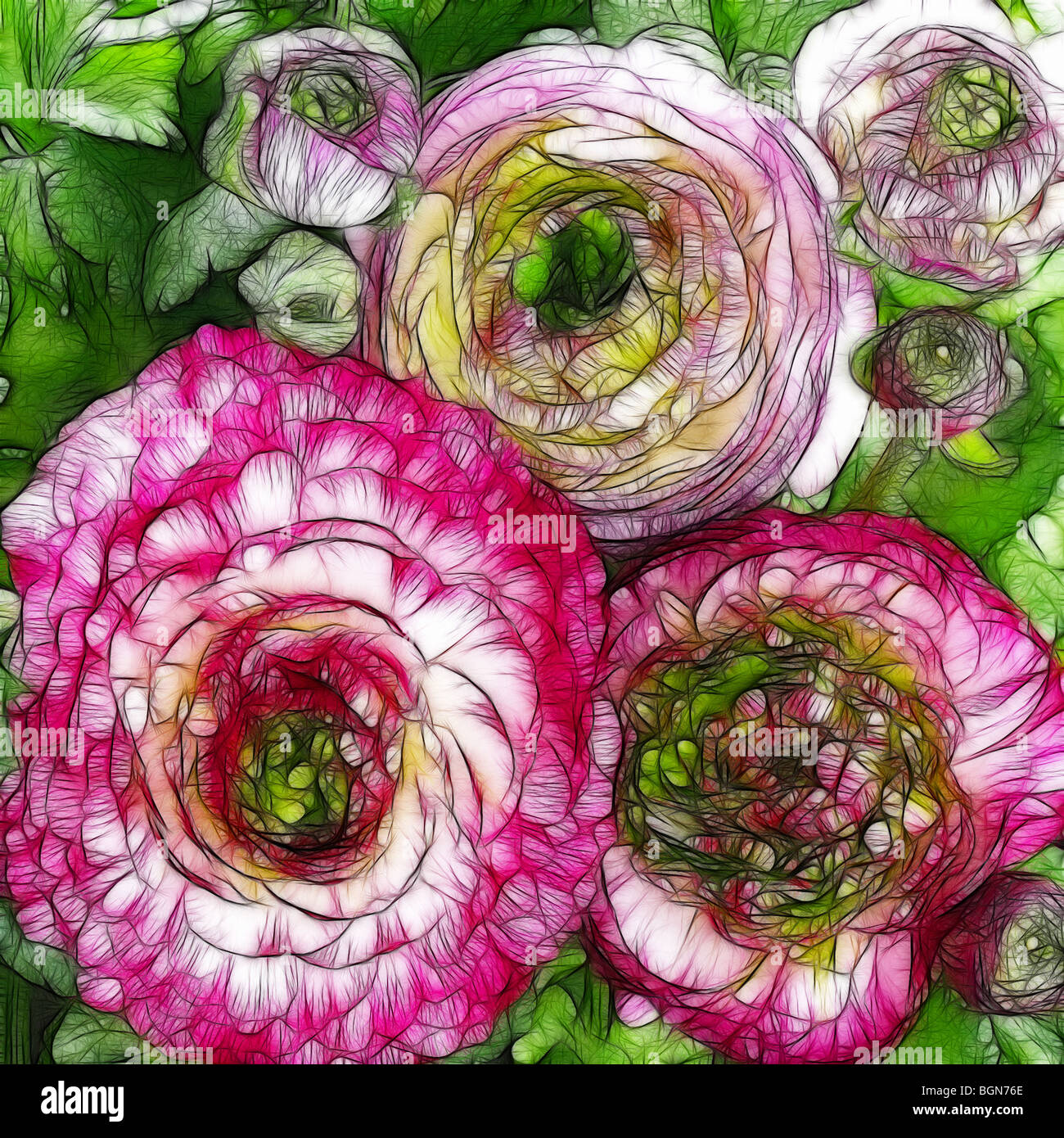 Ranunculus buds illustration hi-res stock photography and images - Alamy