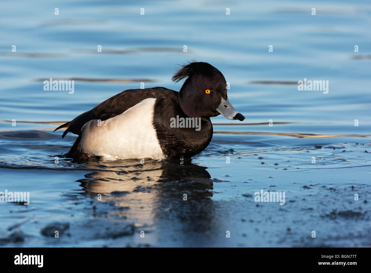 Male tufted duck uk hi-res stock photography and images - Alamy