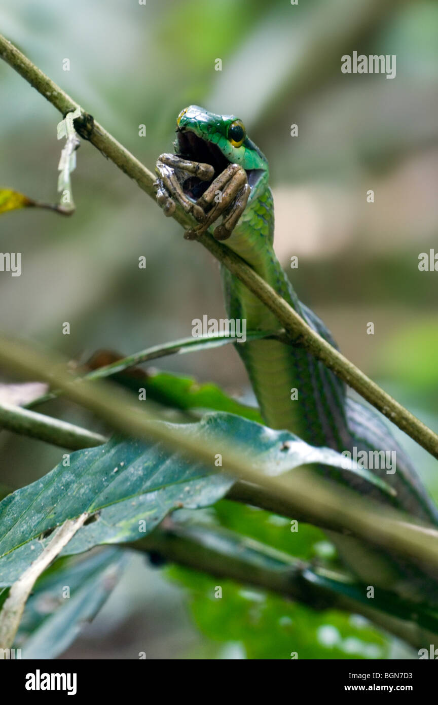 Swallowing frogs hi-res stock photography and images - Alamy