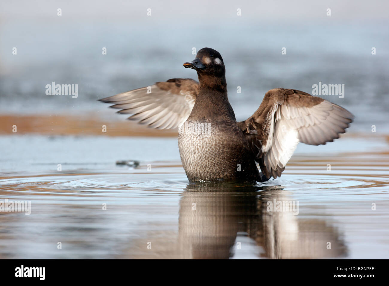 Velvet scoter, Melanitta fusca, single bird stretching wings on water ...