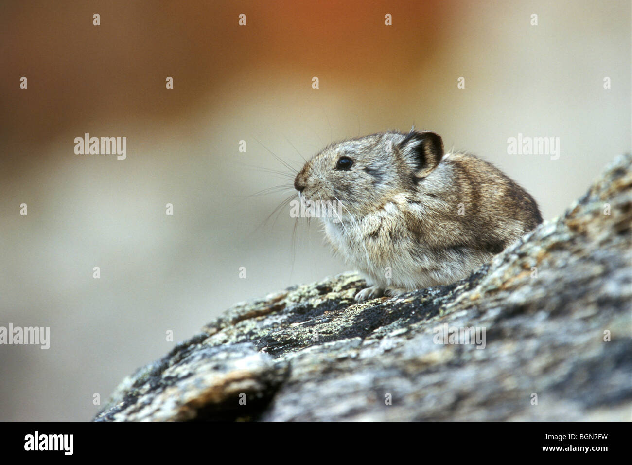 North american pika hi-res stock photography and images - Alamy