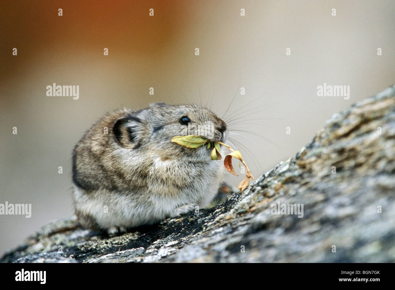 Pika vegetation hi-res stock photography and images - Alamy