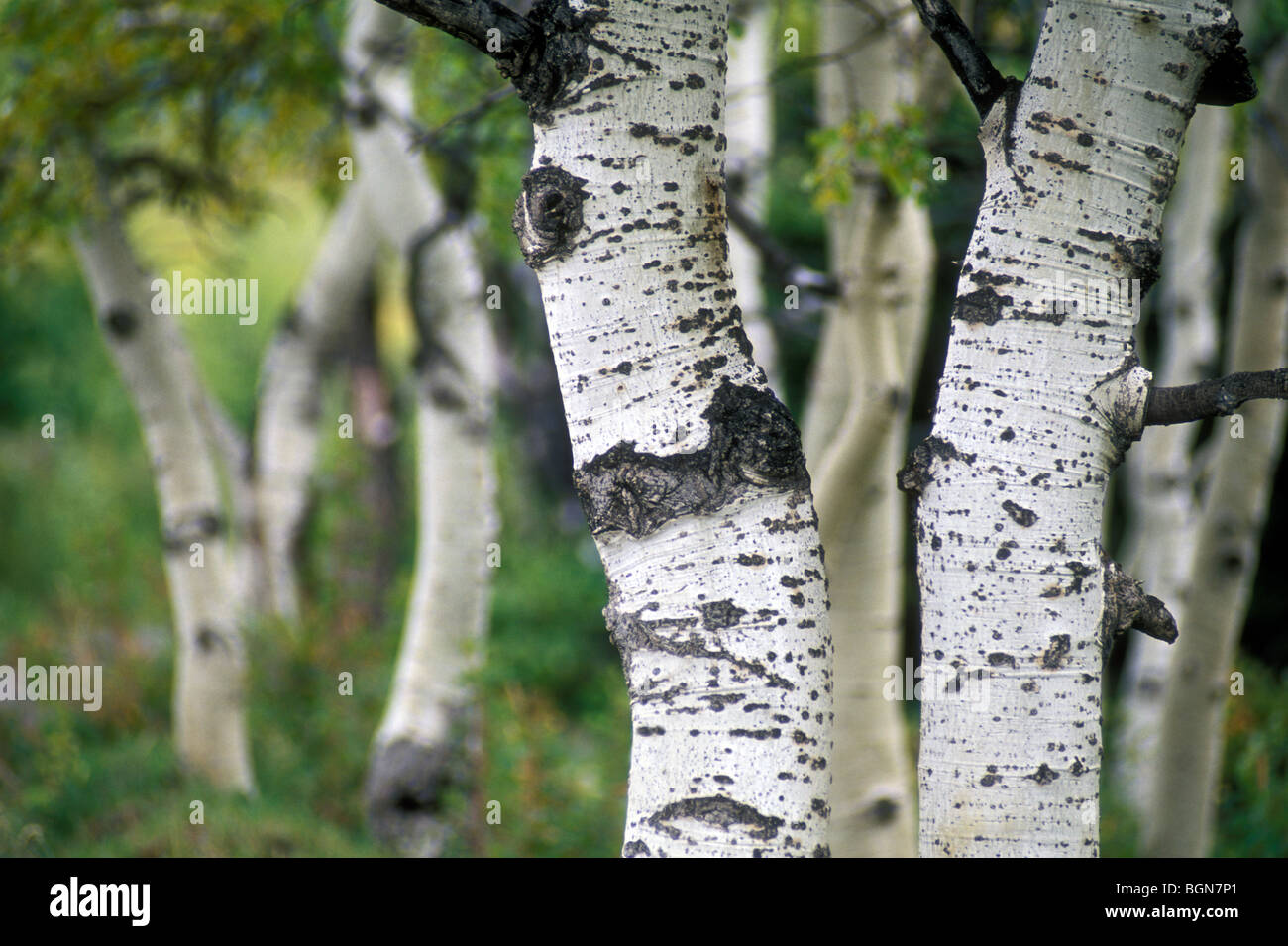 Quaking aspen trees (Populus tremuloides) Glacier NP, USA Stock Photo ...