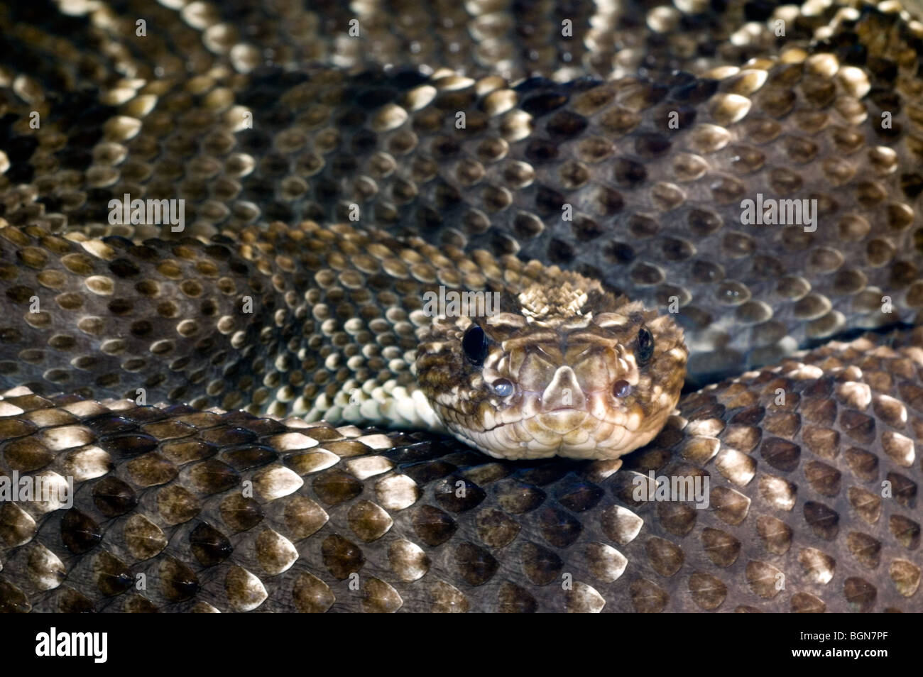 Close-up of Costa Rican rattlesnake / Neotropical rattlesnake (Crotalus ...