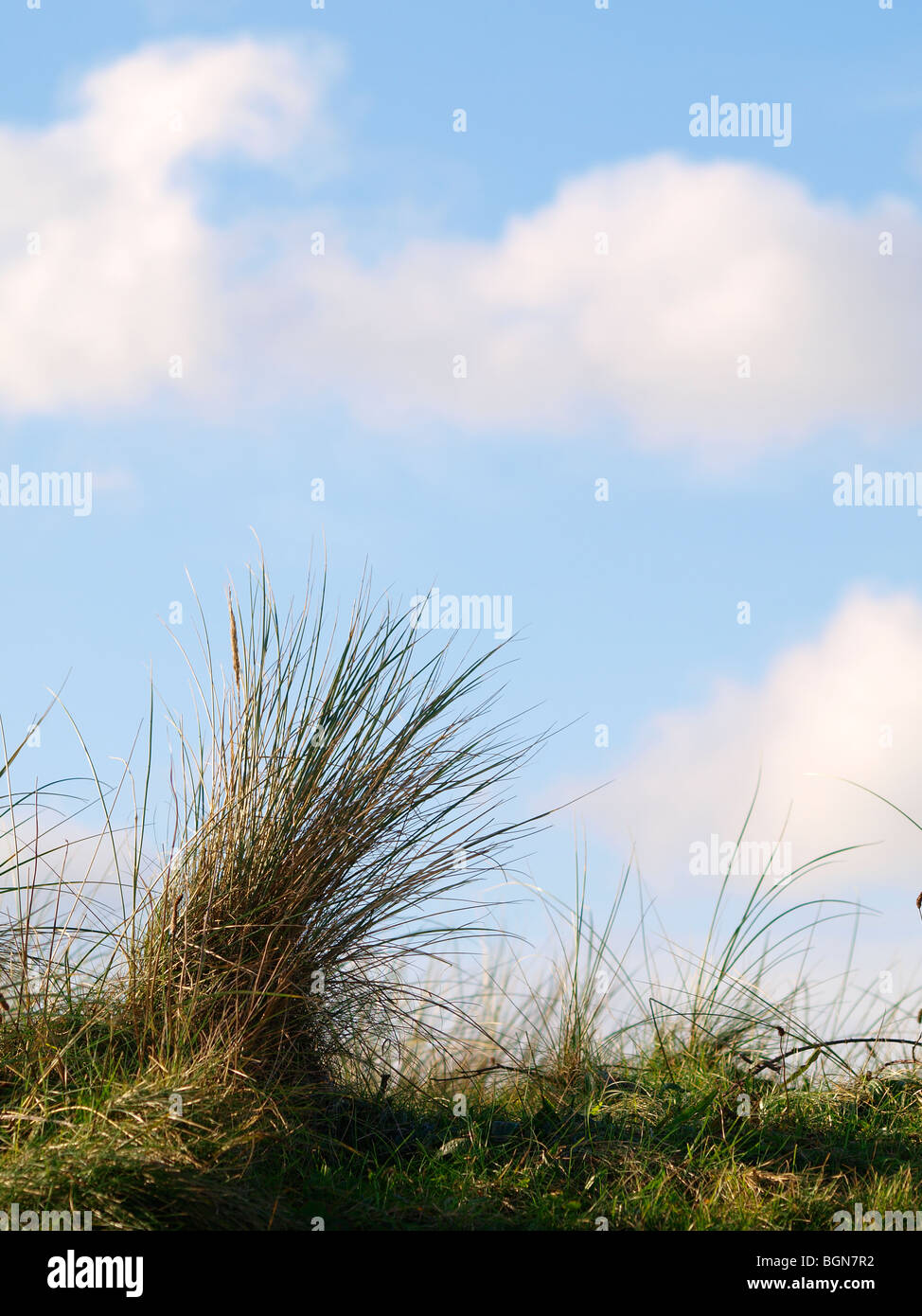 clump of grass Stock Photo - Alamy