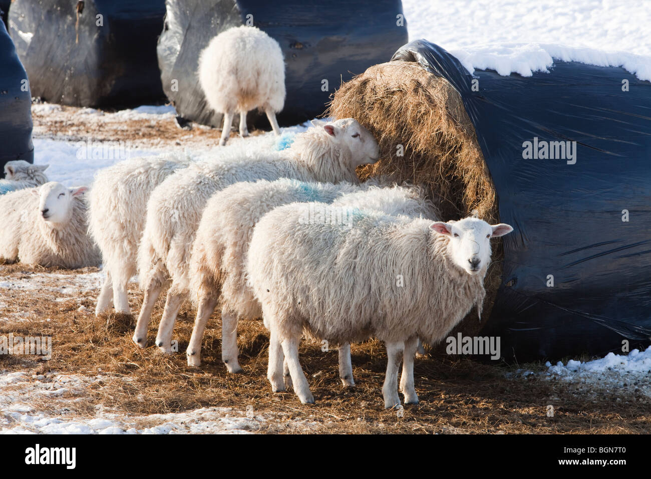 Desperate animal hi-res stock photography and images - Alamy