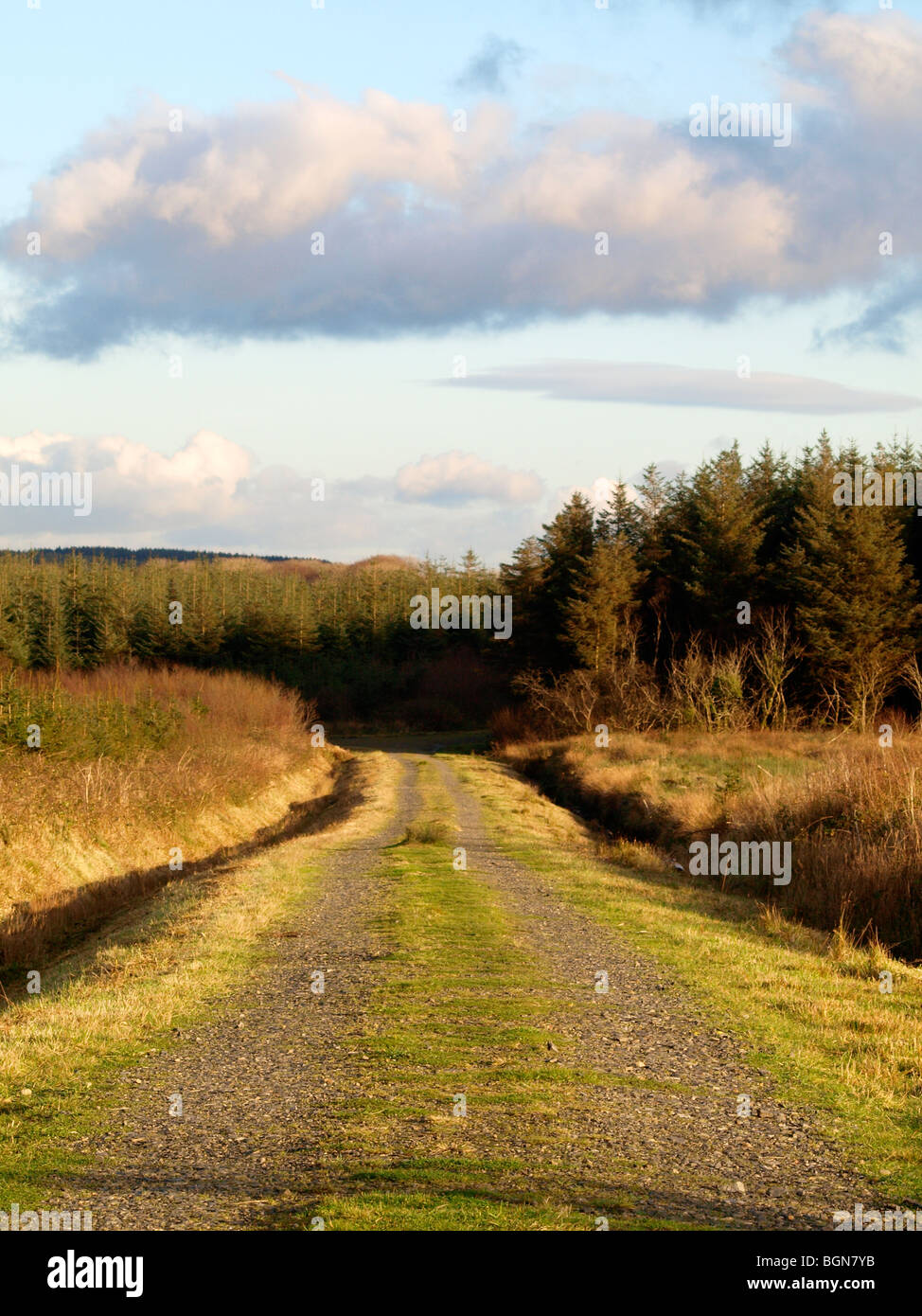 track through woodland, Devon Stock Photo - Alamy