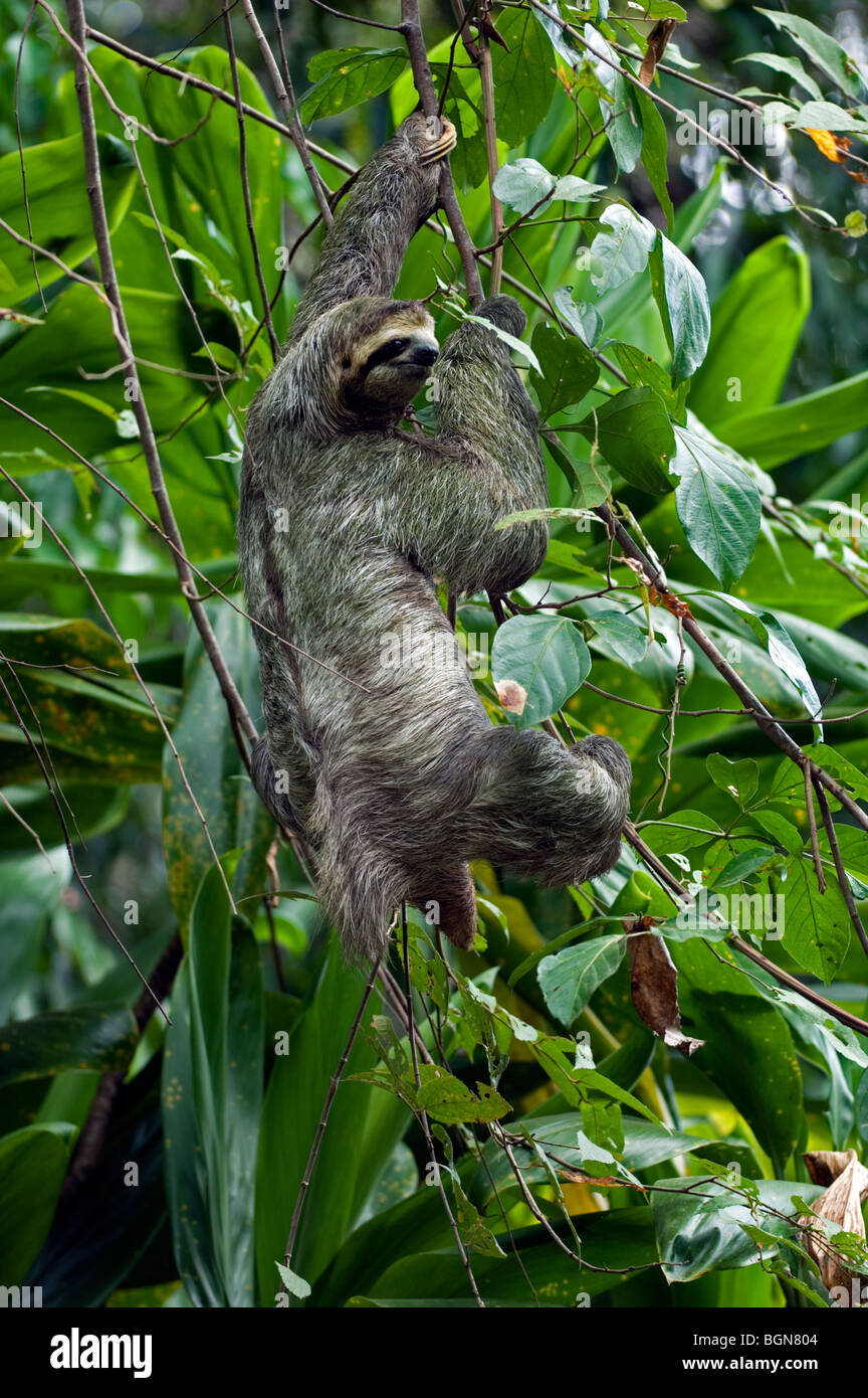 Brown throated three toed sloths hi-res stock photography and images ...