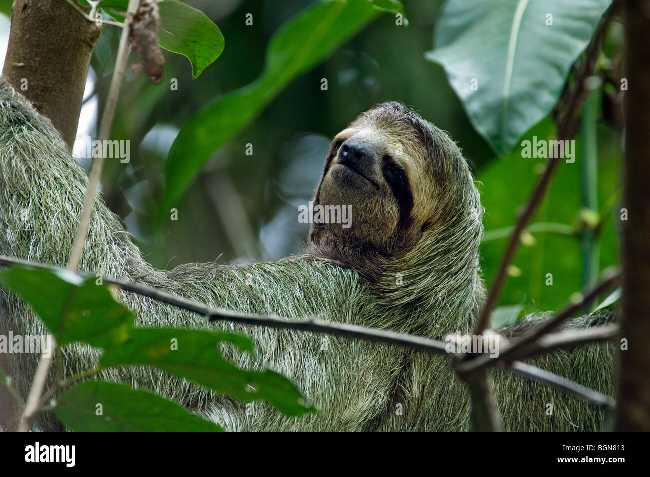 Three toed / Brown-throated sloth (Bradypus variegatus) climbing tree ...