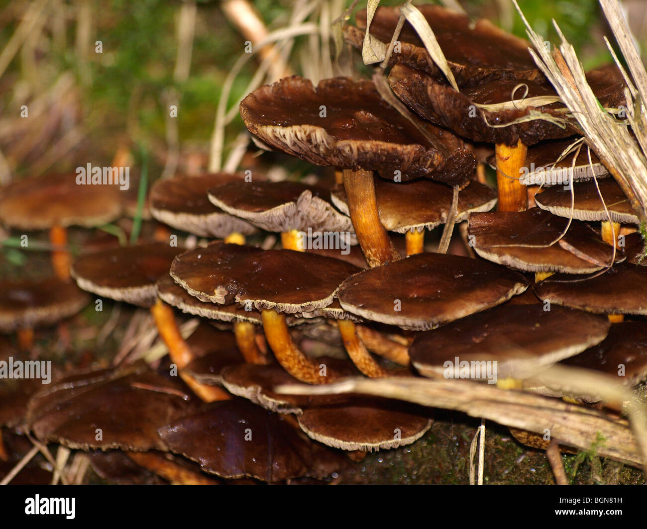 Group of toadstools Stock Photo - Alamy