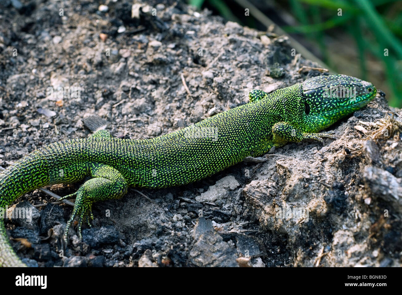 Lacerta viridis hi-res stock photography and images - Alamy