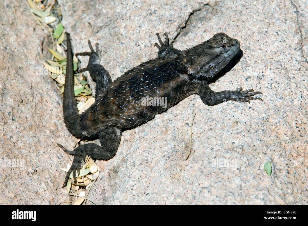 Desert spiny lizard (Sceloporus magister) sunning on rock, Saguaro ...