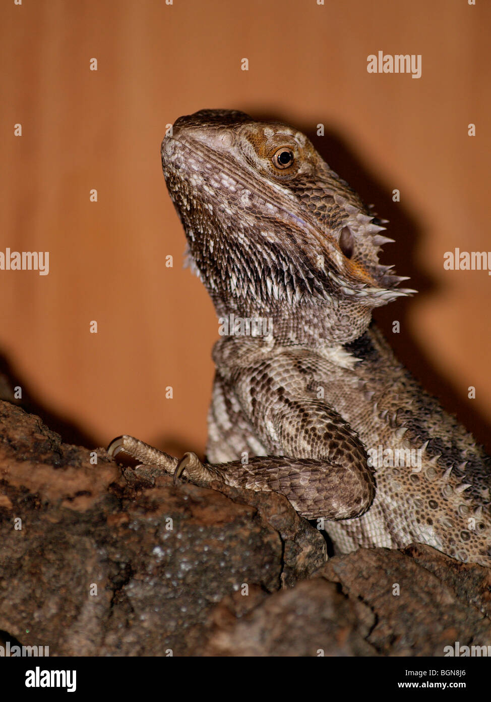 Female Bearded Dragon Stock Photo - Alamy