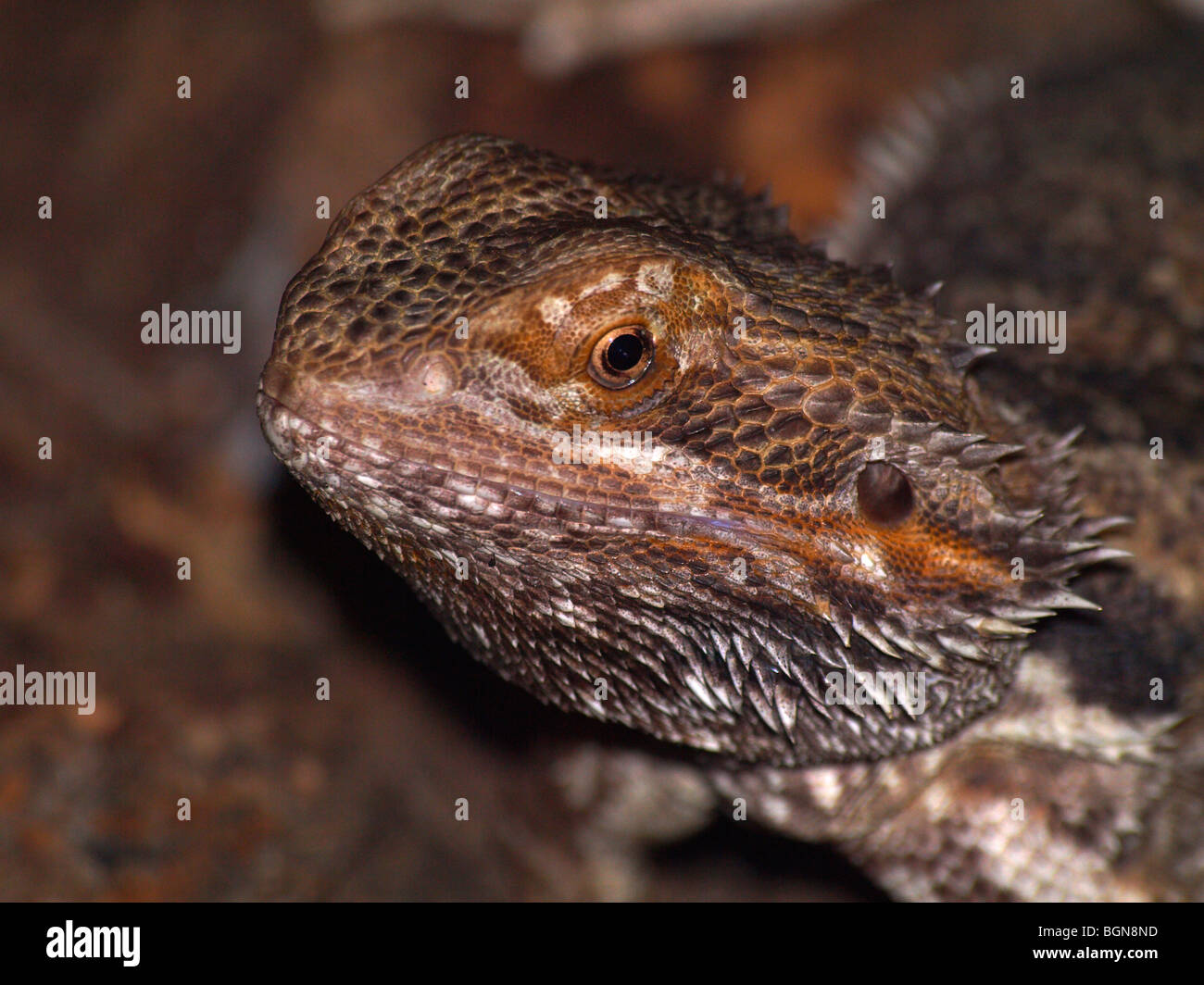 Bearded dragon in close hi-res stock photography and images - Alamy