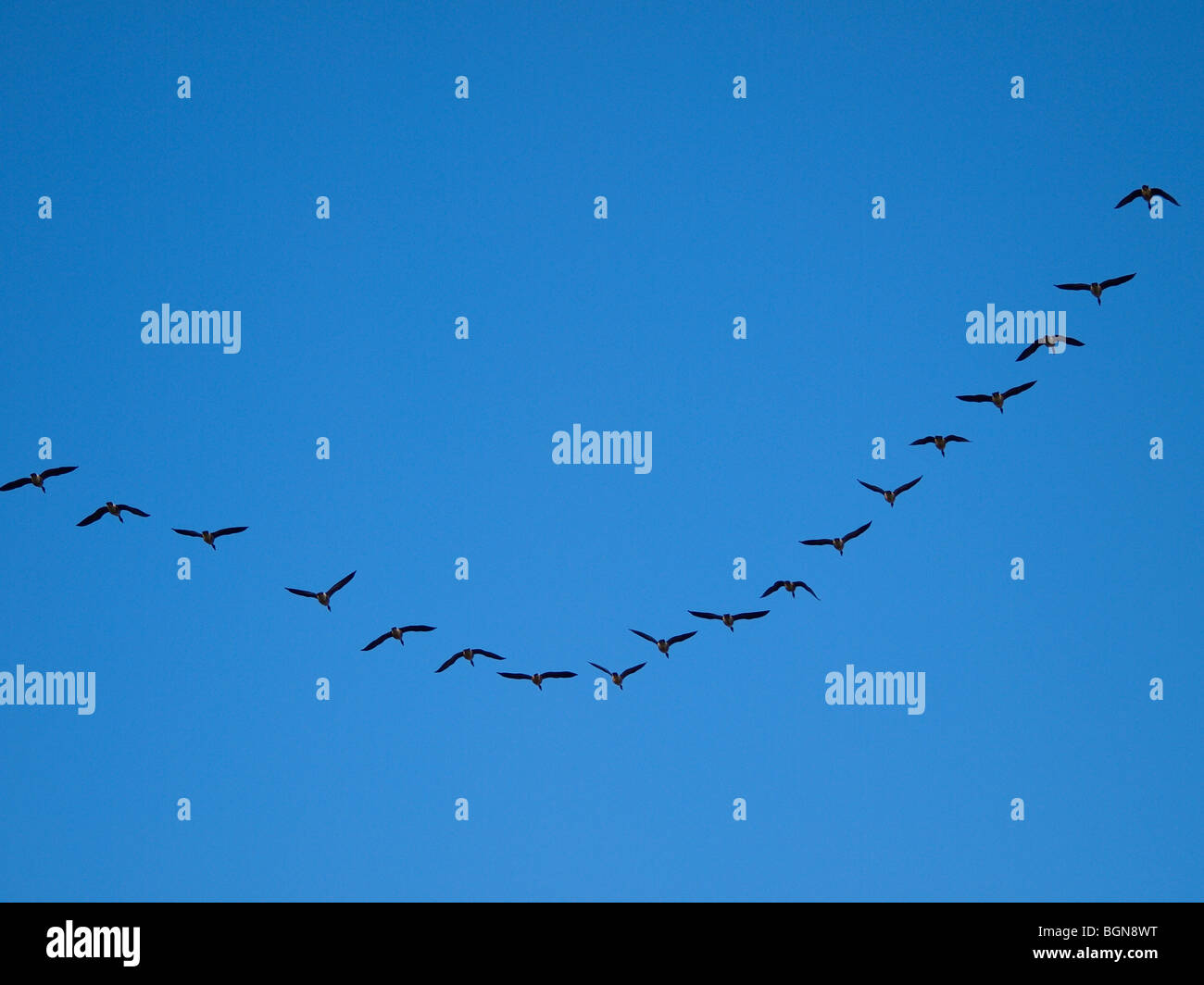 Canada geese, Branta canadensis, flying overhead Stock Photo - Alamy