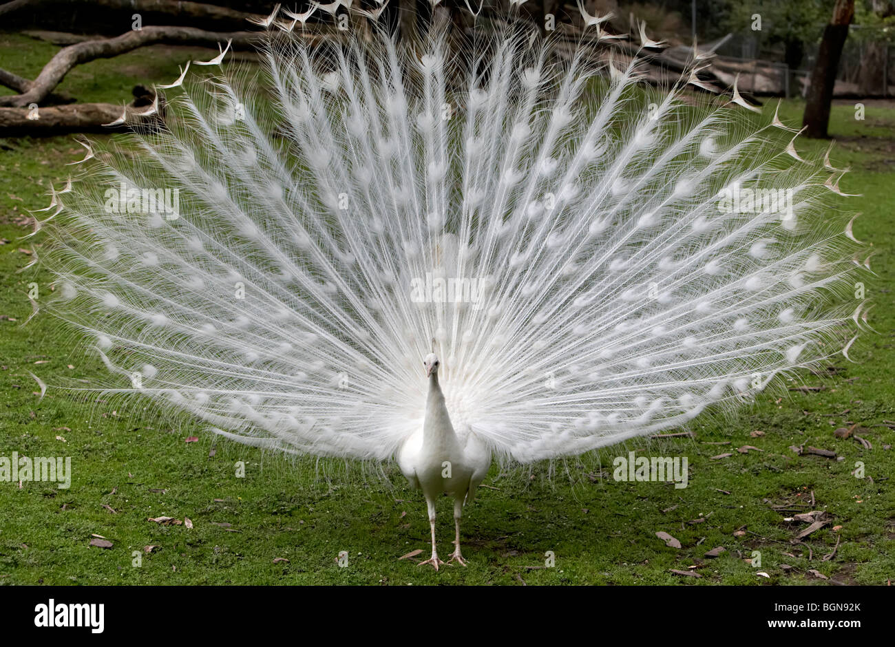 Albino Peacock High Resolution Stock Photography and Images - Alamy