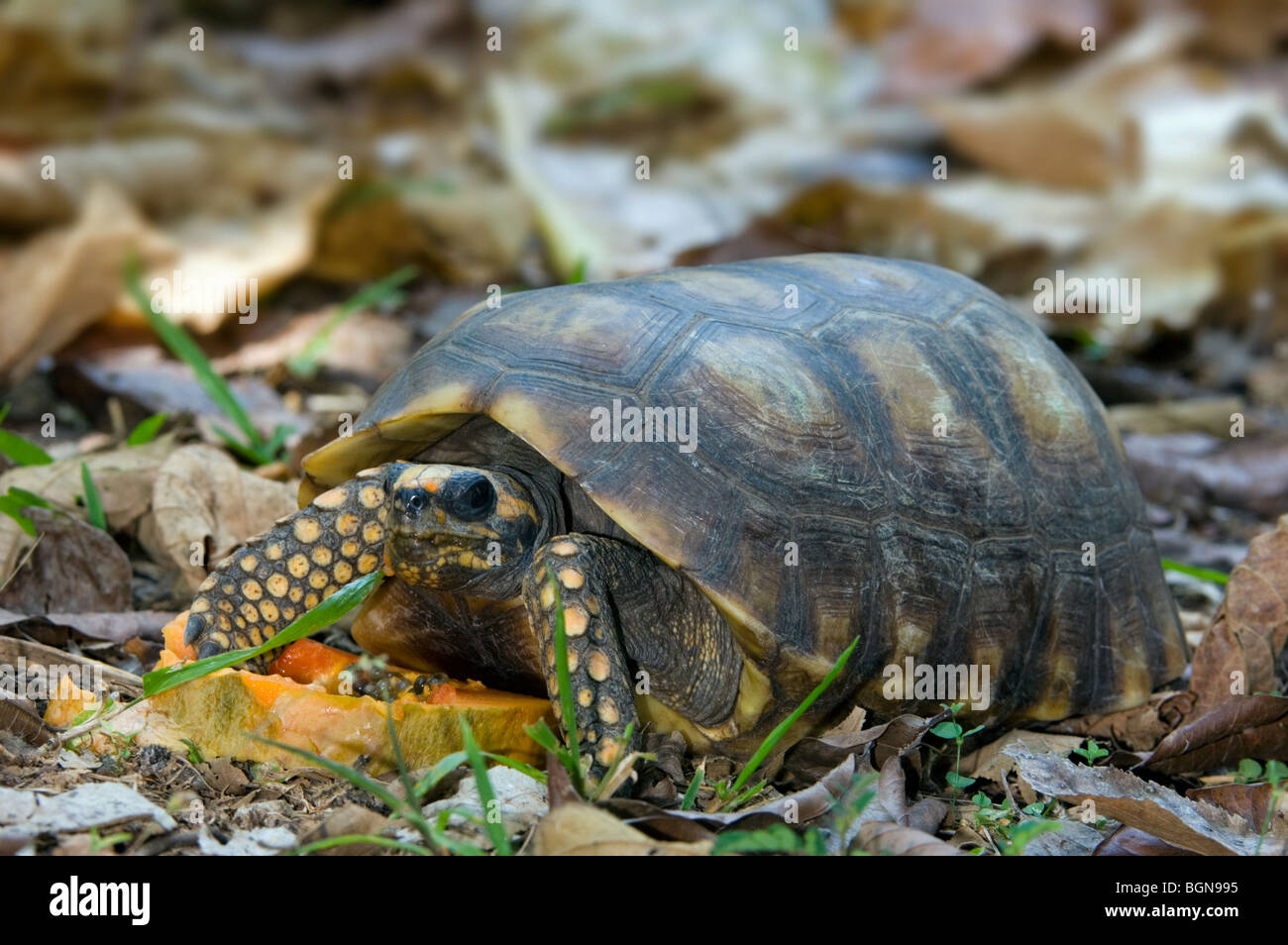 Tabulata hi-res stock photography and images - Alamy