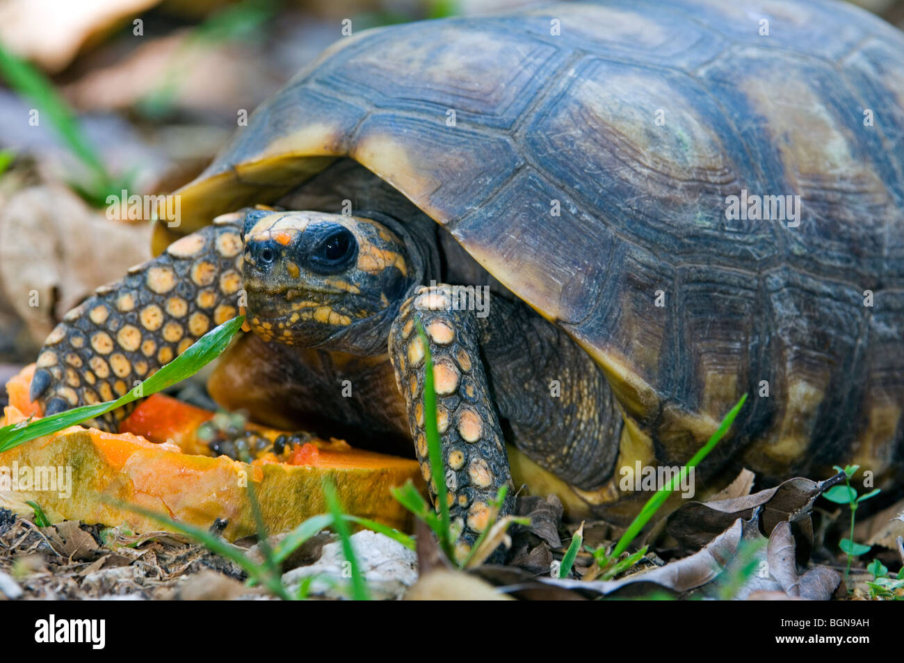 Yellow-footed tortoise (Geochelone denticulata /Testudo tabulata ...
