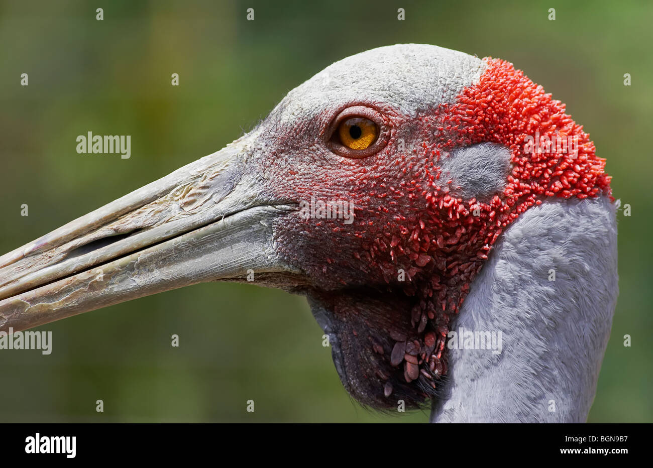 Brolga hi-res stock photography and images - Alamy