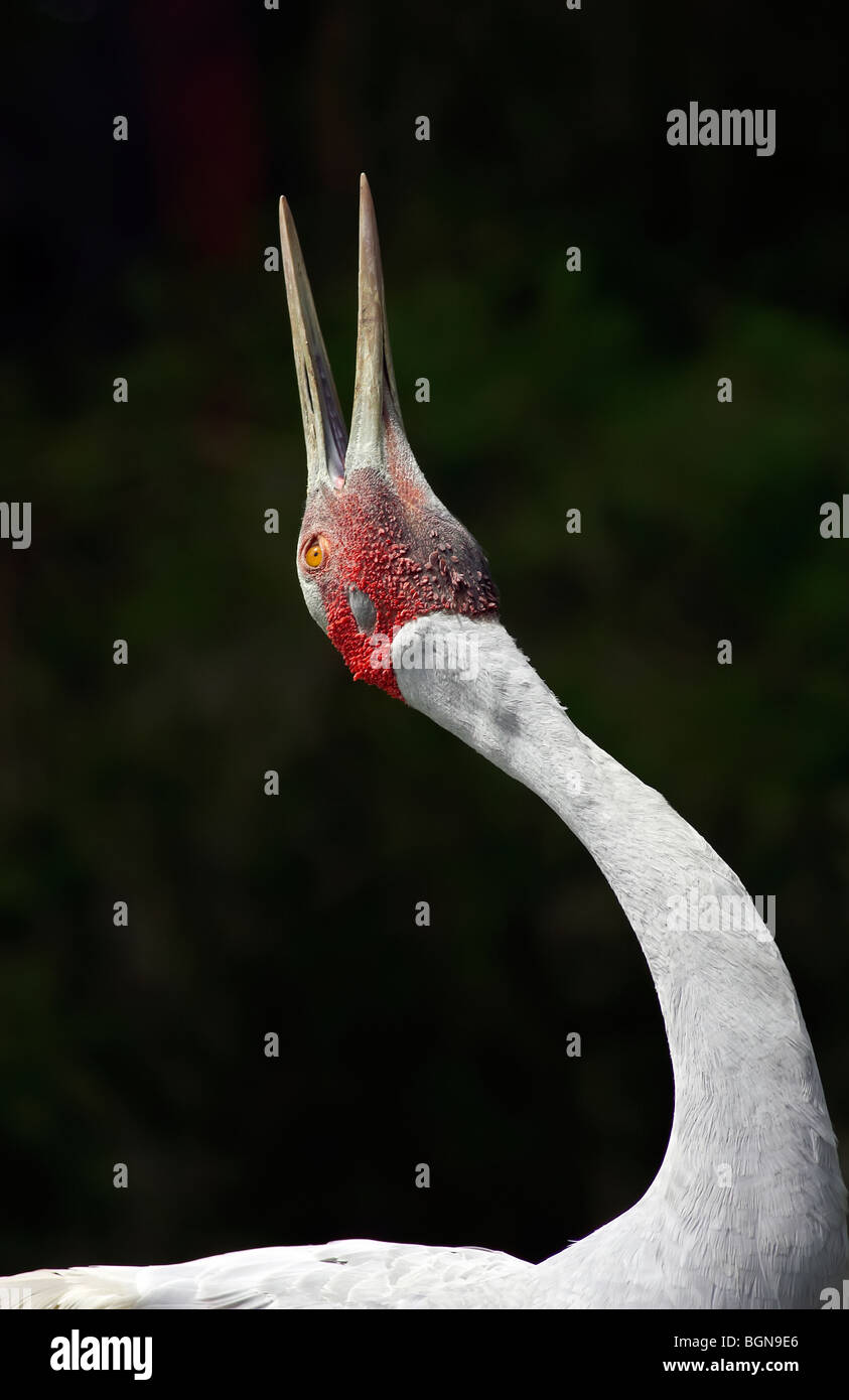 Brolga hi-res stock photography and images - Alamy