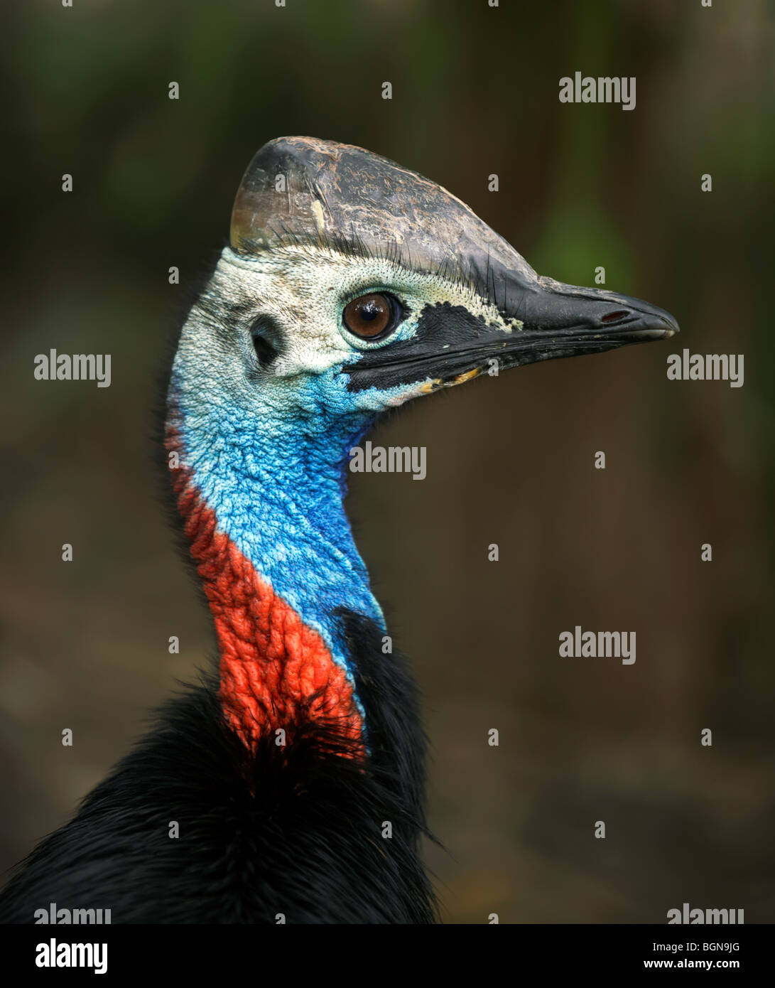 Cassowary bird hi-res stock photography and images - Alamy