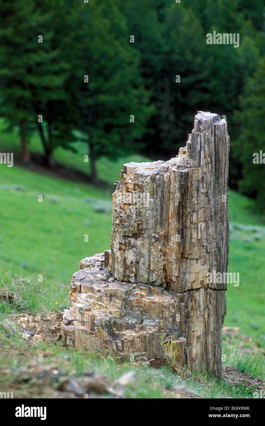Specimen ridge yellowstone hi-res stock photography and images - Alamy