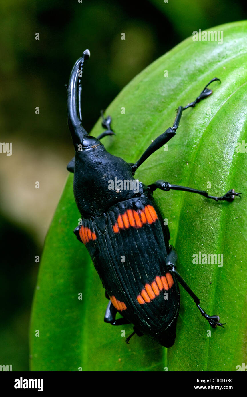 Weevil (Curculionidae) sitting on leaf in rainforest, Tapanti National ...