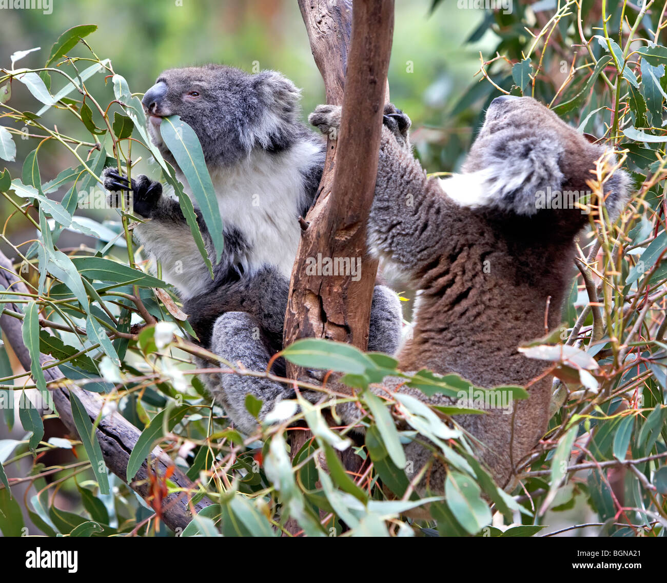 Australian koala hi-res stock photography and images - Alamy