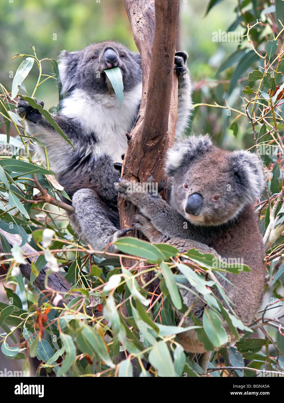 Australian Koala Bears Stock Photo - Alamy