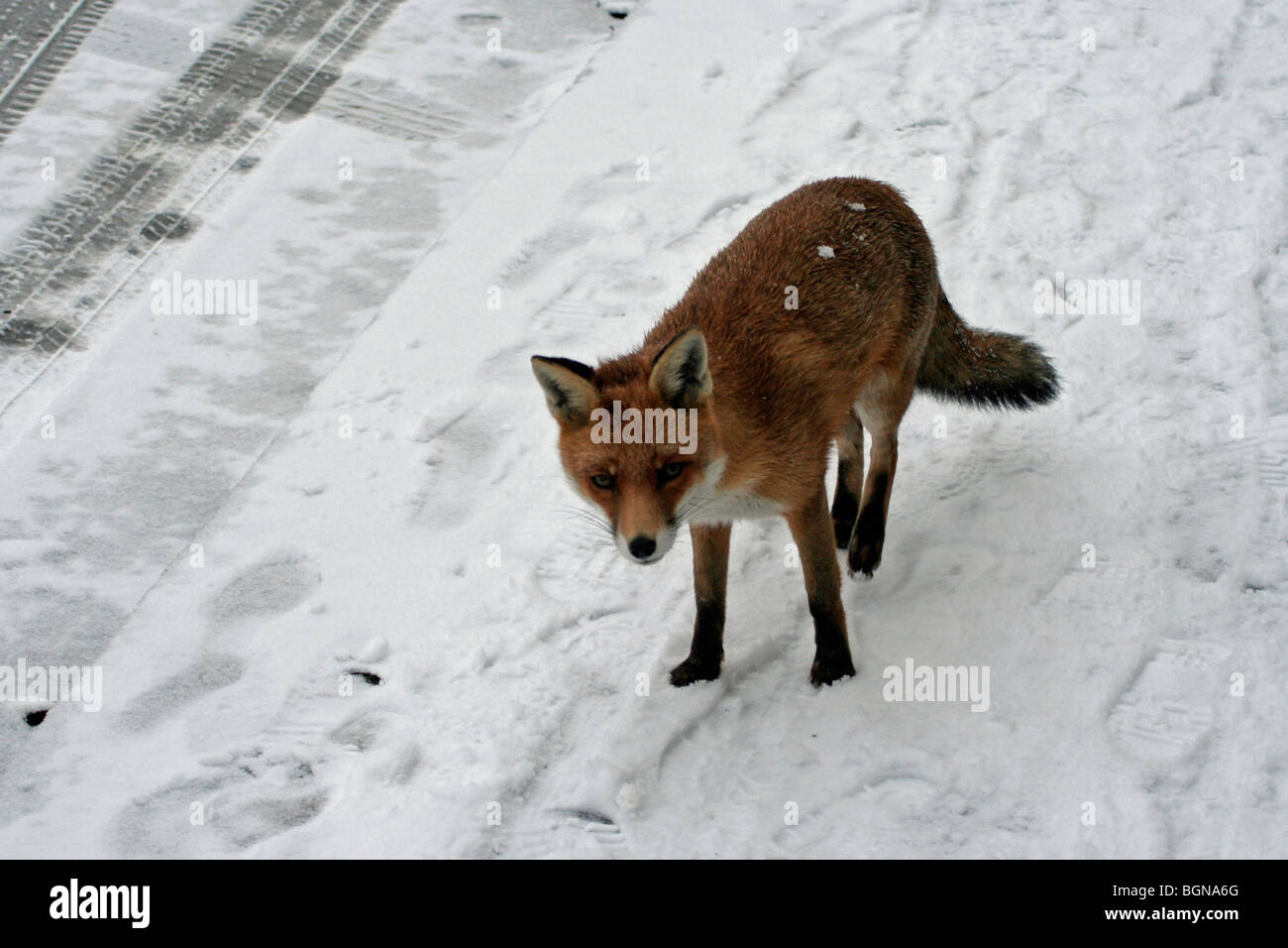 2010 big freeze hi-res stock photography and images - Alamy